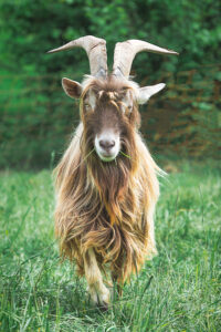 Understanding Zinc Deficiency in Goats - Goat Journal